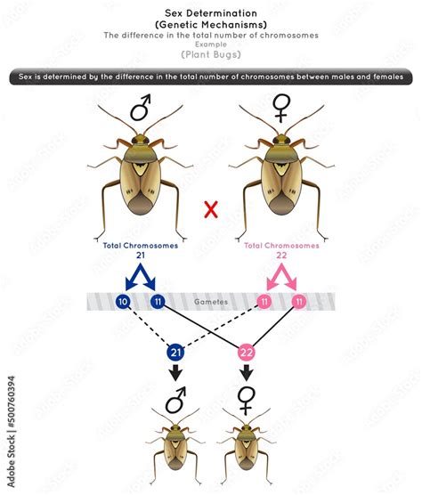 Sex Determination Genetic Mechanisms By Difference In Total Number Of