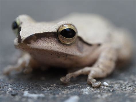 Small Toad Green Nature Free Photo On Pixabay Pixabay