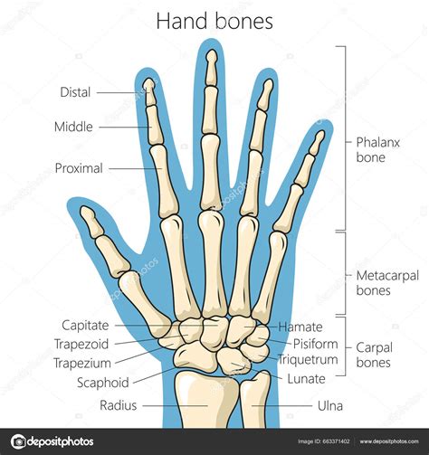 Diagrama De Huesos De La Mano
