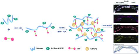 Scheme Of Developing And Characterizing The Microparticles Of Rhbmp 2 Download Scientific