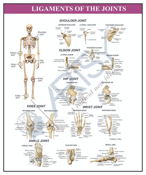 Ligamnets Of Joints Khanna Traders