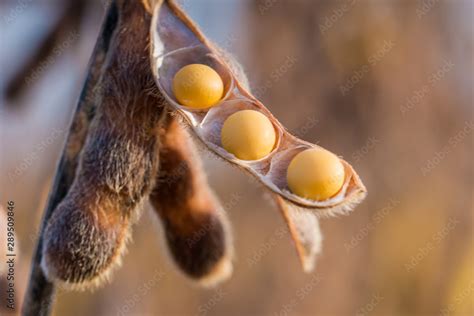 Agriculture Soybean Seed Details Closeup Macro Photography Stock Photo Adobe Stock