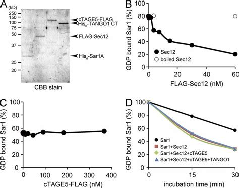 Interaction Between Ctage5 And Sec12 Does Not Affect Guanine Nucleotide
