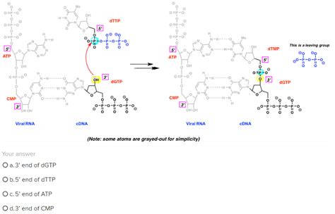 Solved An Example Of Reverse Transcription Of A Viral RNA Is Chegg Com