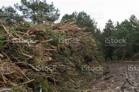 숲의 진흙 투성이의 길에 쌓인 나뭇 가지와 나무 줄기 무리 0명에 대한 스톡 사진 및 기타 이미지 0명 가지치기 경관 Istock