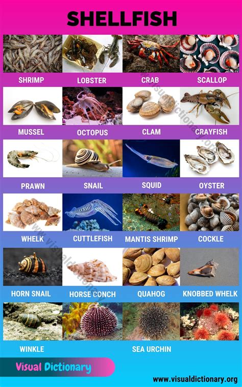 Shellfish Popular Types Of Shellfish All Over The World Visual
