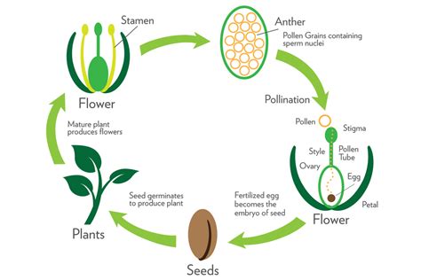 5 1 Edexcel Igcse Biology Plant Reproduction Diagram Quizlet