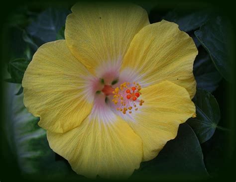Golden Hibiscus Photograph By Dora Sofia Caputo Photographic Design And Fine Art