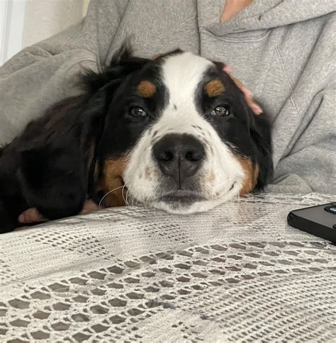 Hes Probably Thinking About Treats😂 Rpuppysmiles