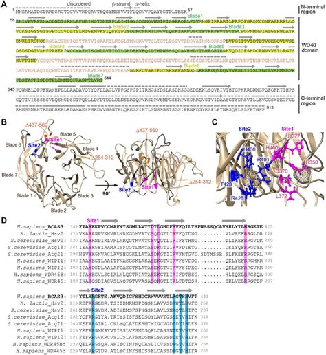 Two Phospholipid Binding Sites Are Predicted In The Bcas3 Wd40 Repeat