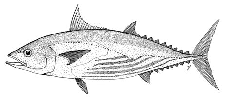 Katsuwonus Pelamis Linnaeus 1758 Portal Da Biodiversidade Dos Açores