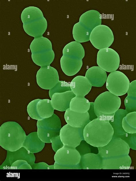 Coloured Scanning Electron Micrograph SEM Of Staphylococcus