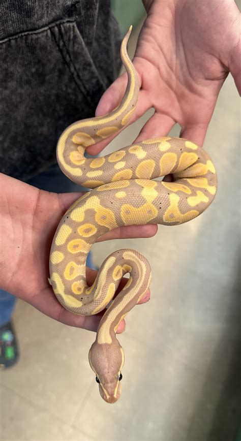 Python Regius Ball Python Banana Male 1 Pyt Regius BanaPi