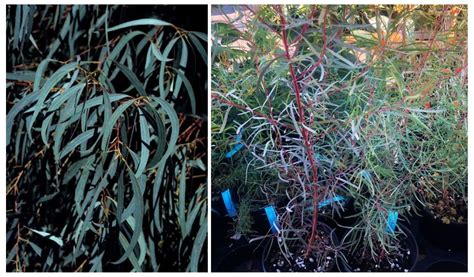 Eucalyptus Exploring 18 Common Types Uses And Faqs