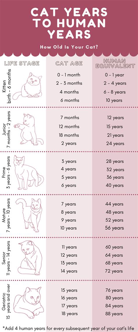 🐈‍⬛cat Age Calculator🐾life Cycle Guide📊 🐆kitten Growth Chart📉 R