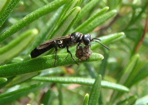 Image Trypoxylon Figulus9lh Bwars