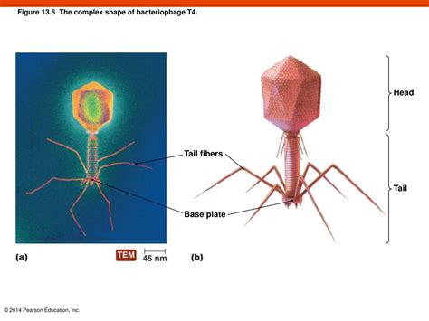 Ppt Characterizing And Classifying Viruses Viroids And Prions