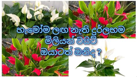 හැමෝම හොයන මිලියන් වයිට් දෙන්නේක්ට විතරමයි මේ චාන්ස් එක Youtube
