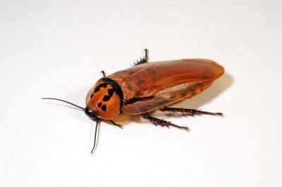 Roaches