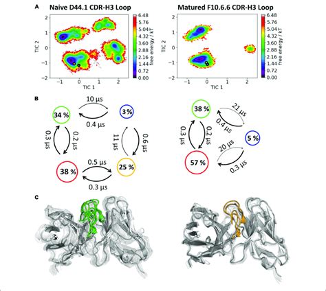 Kinetic Thermodynamic And Structural Analyses Of The Cdr H3 Loop