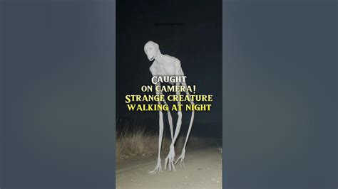 Fresnos Craziest Nightcrawler Sighting Short Fresno Nightcrawler