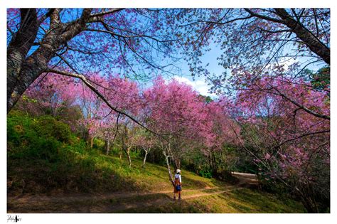 🌸🌸เดินเล่น ภูลมโล ซากุระเมืองไทย นางพญาเสือโคร่ง กกสะทอน