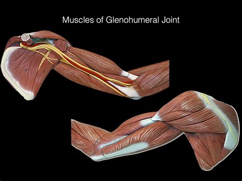 Glenohumeral Joint Diagram Quizlet