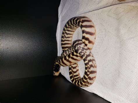 Black Headed Python Progression Thread Page 11