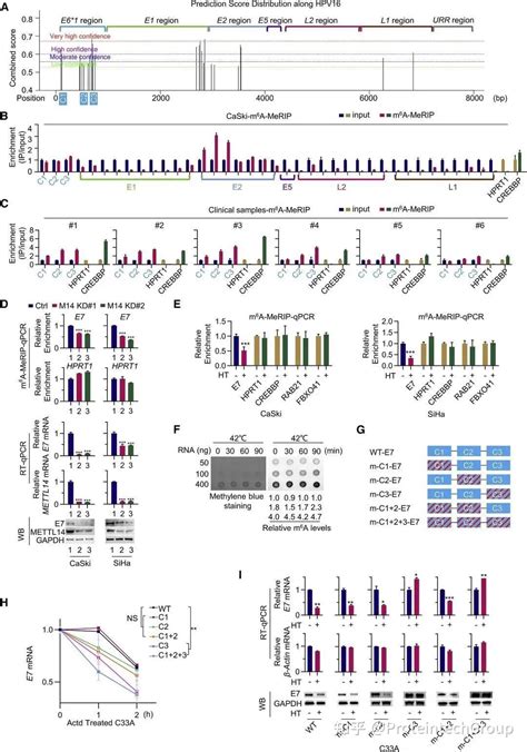 Cell Rep M6a修饰mrna反向调控m6a识别蛋白，浙大团队揭示hpv相关癌症治疗新策略！ 知乎