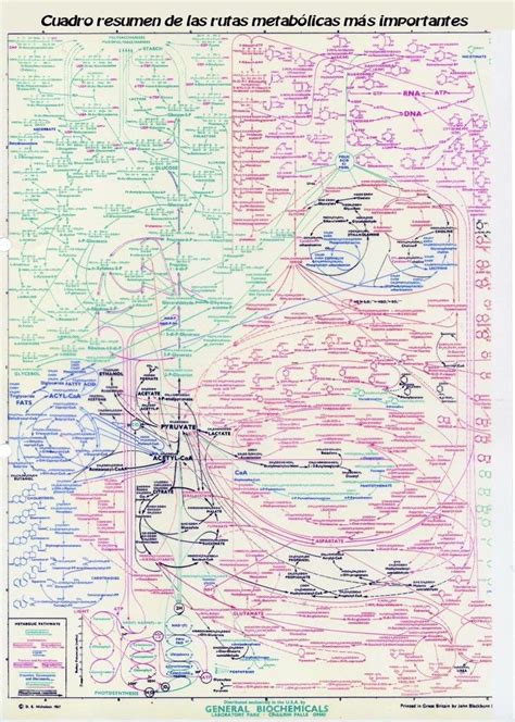 Mapa De Rutas Metabólicas De Biología Avanzada Rutas Metabolicas