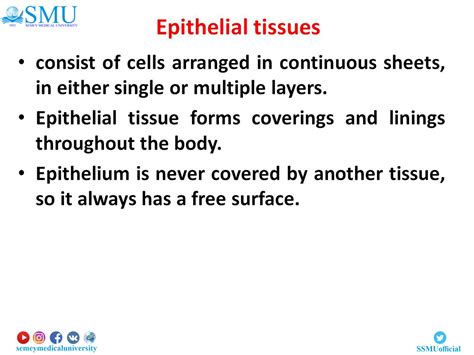 SOLUTION Epithelial Tissues Simple Epithelia Studypool