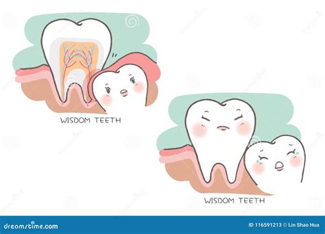 Cute Cartoon Wisdom Teeth Stock Vector Illustration Of Dent 116591213