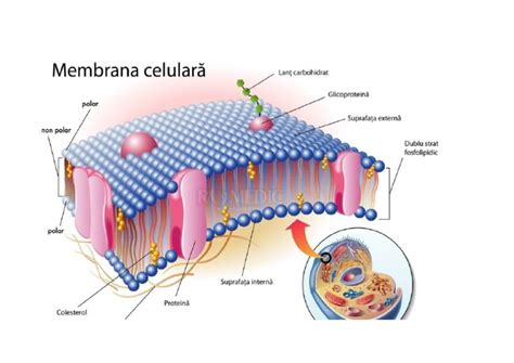 Membrana Celulara Docx