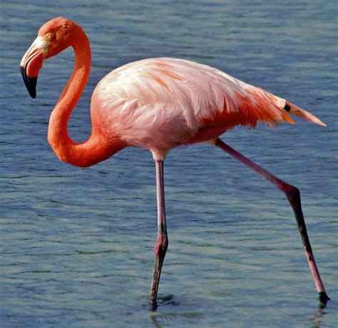 American Flamingo Wild Kratts Wiki Fandom