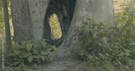 Tree With Naturally Grown Hole In It A Local Park The Hole Allows The Entire Tree To Be Seen