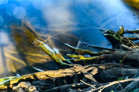 Tree Roots In The Water Stock Photo Image Of Asia Garden 166194946