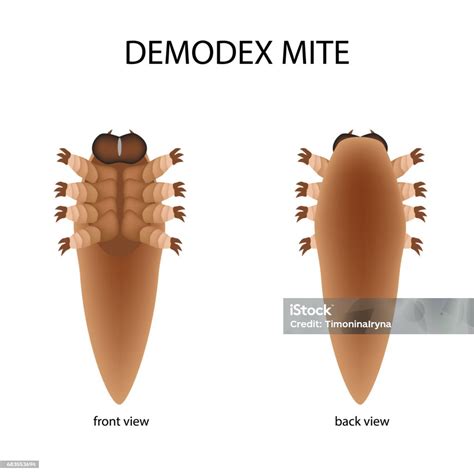 Introduction To Demodex Face Mites Nxynl