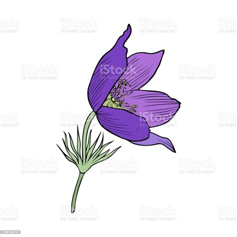 Lumbago 초원 펄사틸라 꽃 잉크 스케치 벡터 파스크 꽃 흰색에 고립 된 꽃 그림 디자인 의학을위한 다년생 독성 꽃 식물의