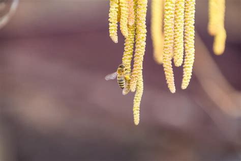 Premium Photo Pollination By Bees Earrings Hazelnut Flowering Hazel Hazelnut