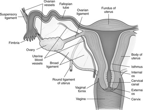 Hysterosalpingography Radiology Key