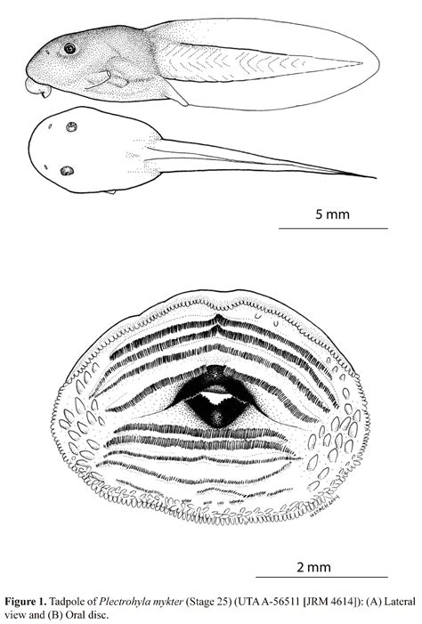 Contributions To The Morphology Of Plectrohyla Mykter Anura Hylidae