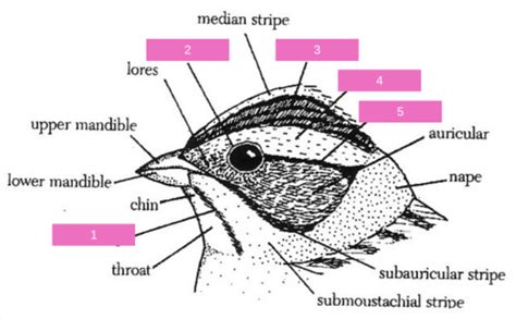 Biodiversity Lab Practical 2 Flashcards Quizlet