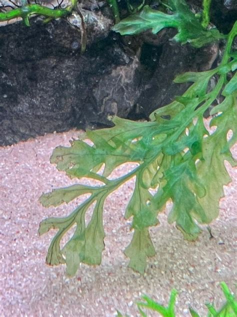 黑木蕨叶片发黑 泡泡水族