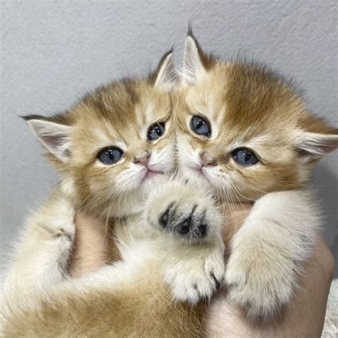 브리티쉬분양브리티쉬숏헤어분양