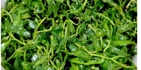 柳树芽的吃法360新知