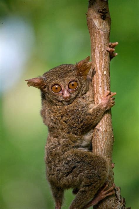 Tarsius Sits On A Tree In The Jungle Close Up Indonesia Sulawesi Island Stock Image Image