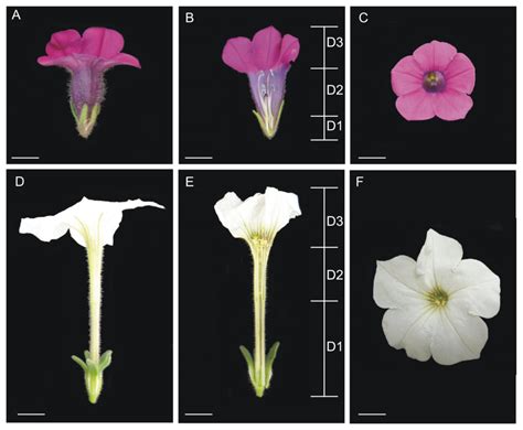 Temporal Isolation Flowers