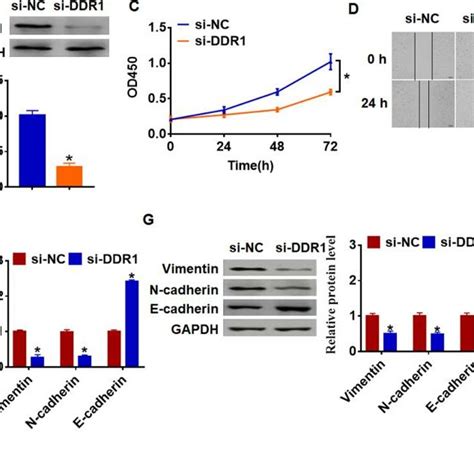 loss of ddr1 inhibits emt and glutamine metabolism in snu 182 cells