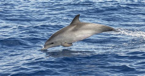 La Casa Dei Delfini Il Bo Live Unipd