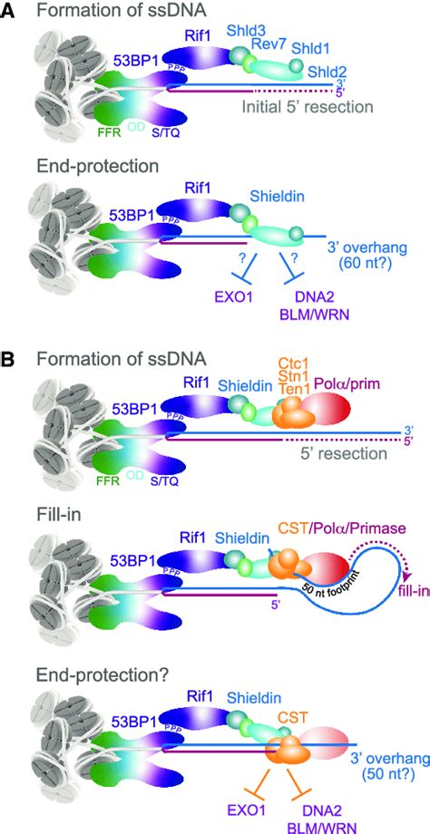 Two Models For The Role Of The Rif1 Axis A End Protection By The Download Scientific Diagram